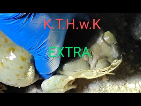 Sounds of nature Desert frogs are mating - YouTube