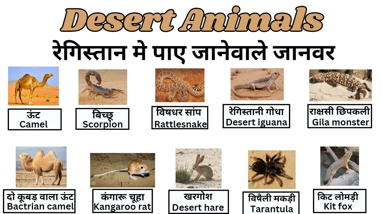 Desert Animals Names
