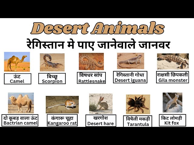 Desert Animals With Names Chart