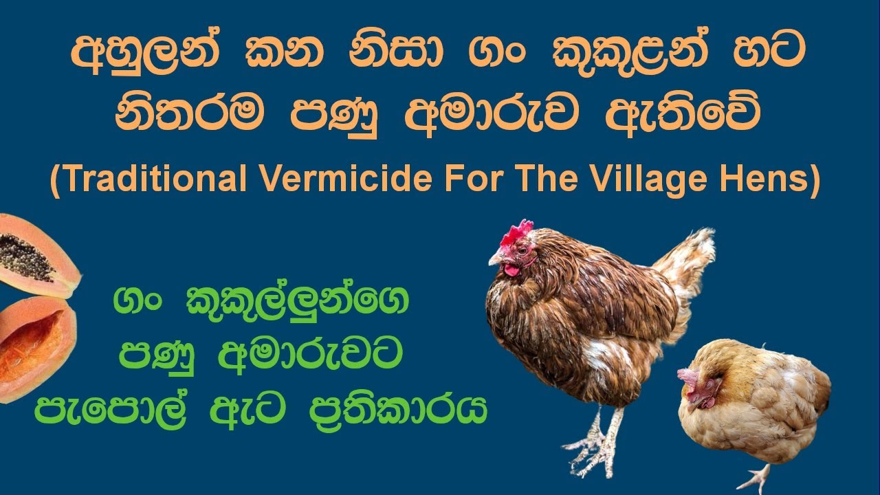 ගං කුකුල්ලුන්ගෙ පණු අමාරුවට සුපිරිම අත් බෙහෙත | Gam Kukul Panu Roga Ath ...