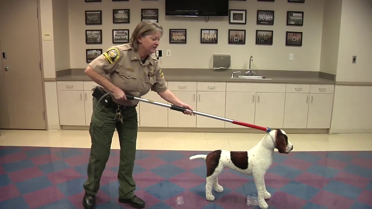 County of San Diego Animal Services Ketch-pole Training 720p - YouTube