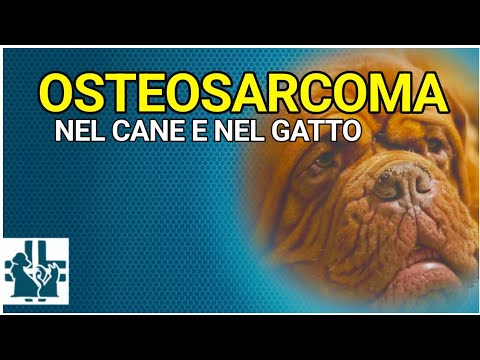 Osteosarcoma nel cane - YouTube