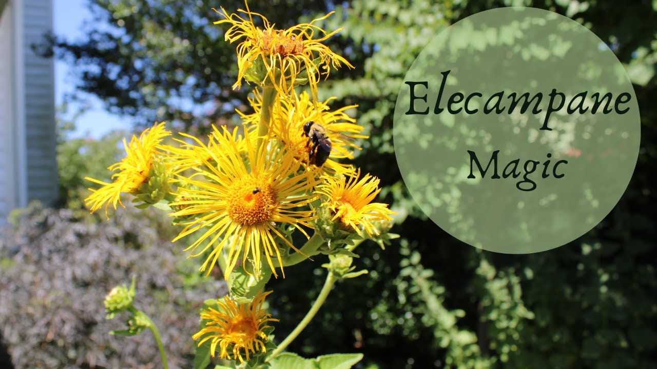 The Magic of Elecampane - YouTube