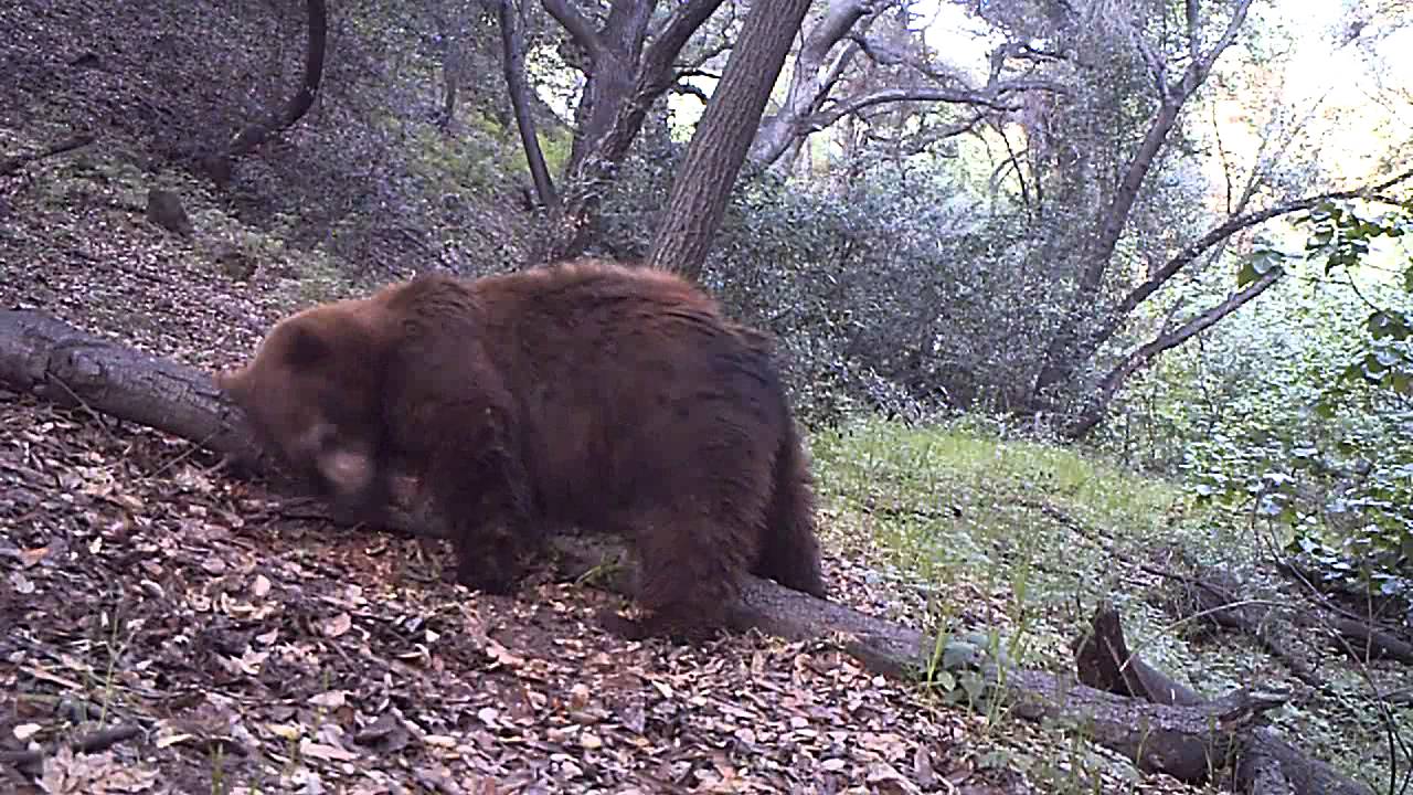 Little Bear with an "Obsession" goes crazy on a log! - YouTube