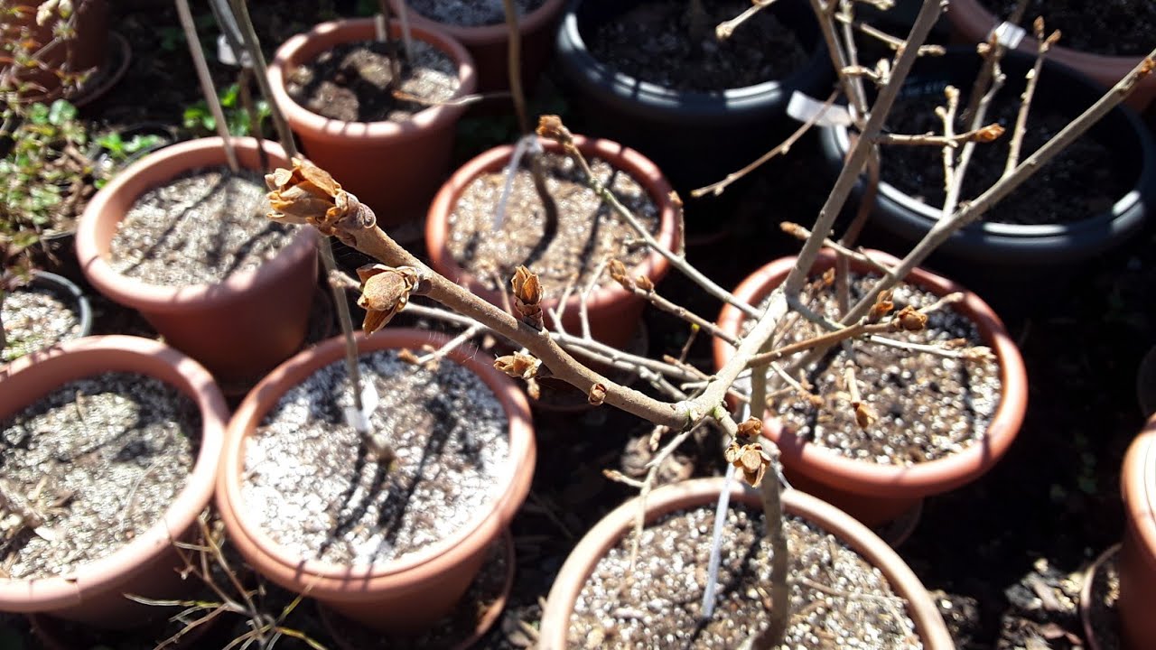 Taking a closer look at the cold damage to all of my persimmons 😥😥 ...