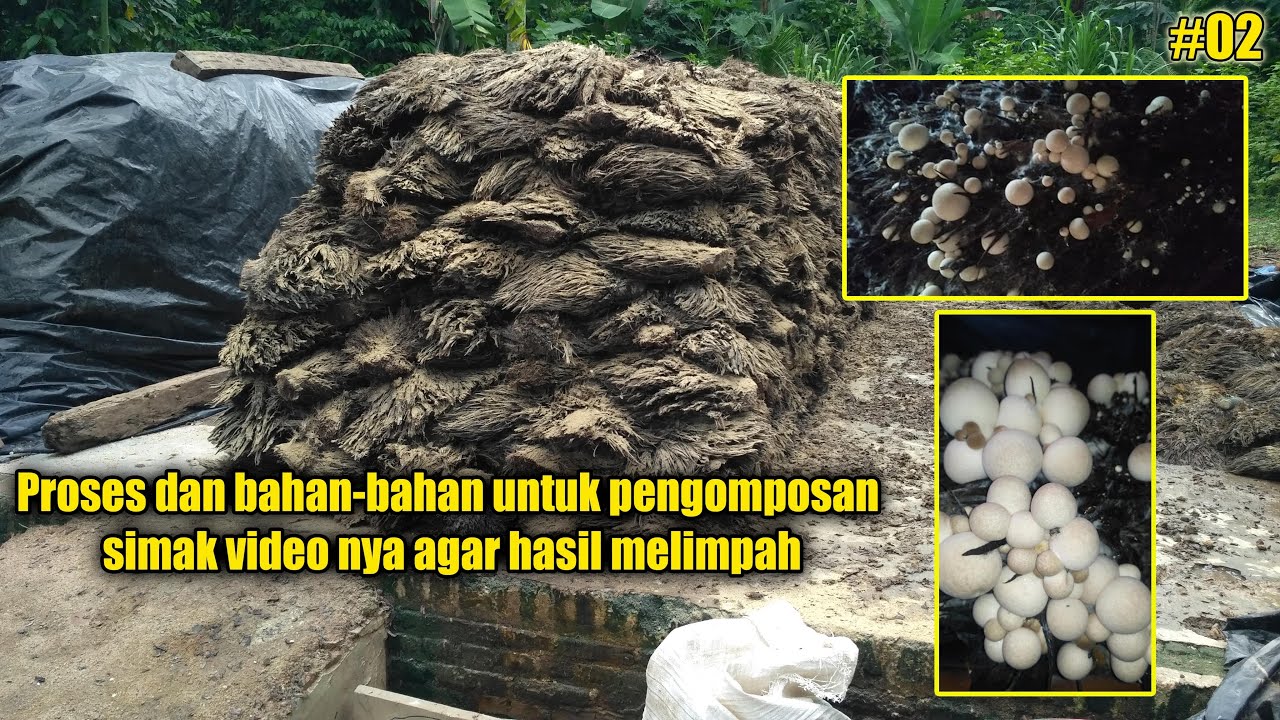 Cara pengomposan tankos sawit yang benar untuk dijadikan media jamur ...