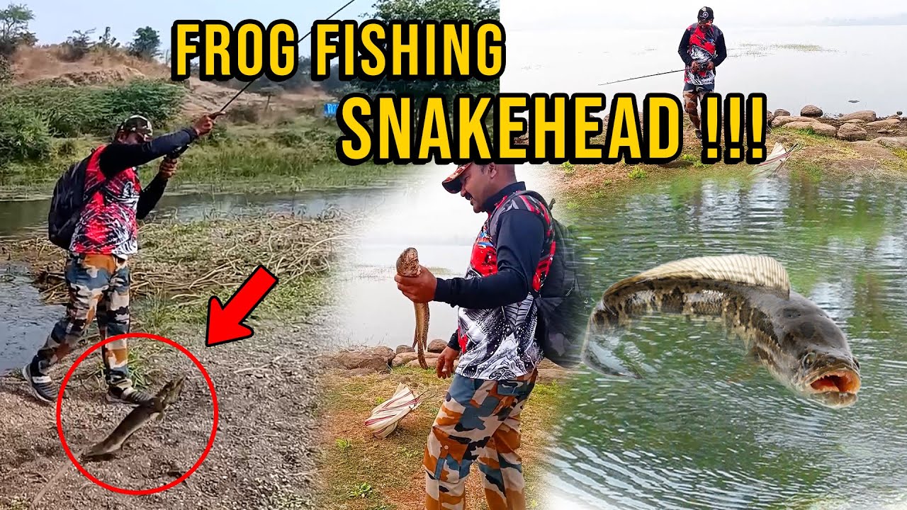 Amazing Fishing | catch Snakehead Fish | मरल मछली | Full Enjoy | Caught ...