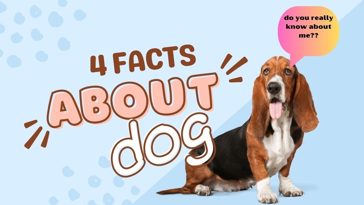 4 FACTS ABOUT DOG - YouTube