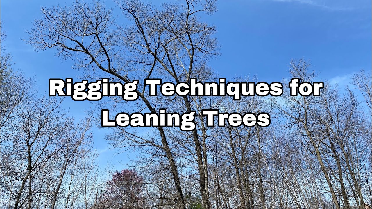 A Discussion on Arborist Rigging Techniques for Leaning Trees - YouTube