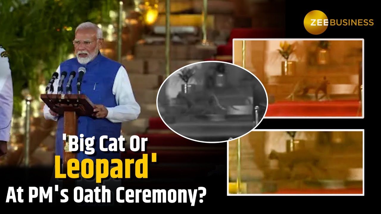 Cat Or Leopard? Viral Video Shows Mysterious Animal Behind PM Modi's ...