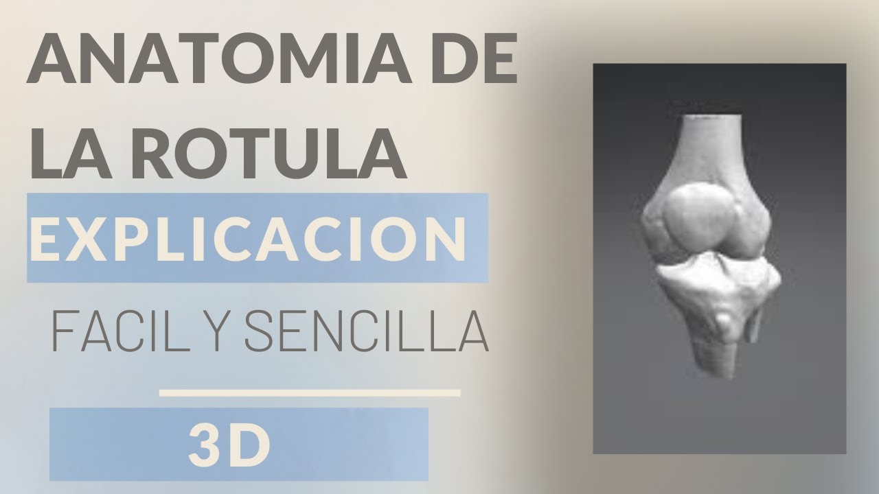 Anatomía de la Rotula, Explicación fácil y sencilla usando el atlas 3d ...