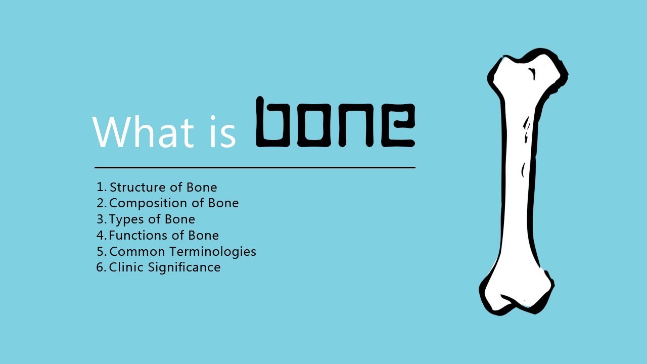 What is a Bone? - YouTube