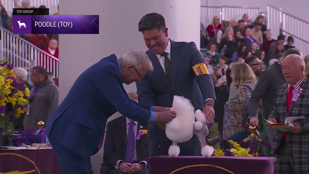 Poodles (Toy) | Breed Judging 2026 - YouTube