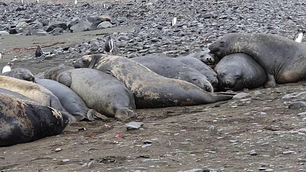 Elephant point(1) - YouTube