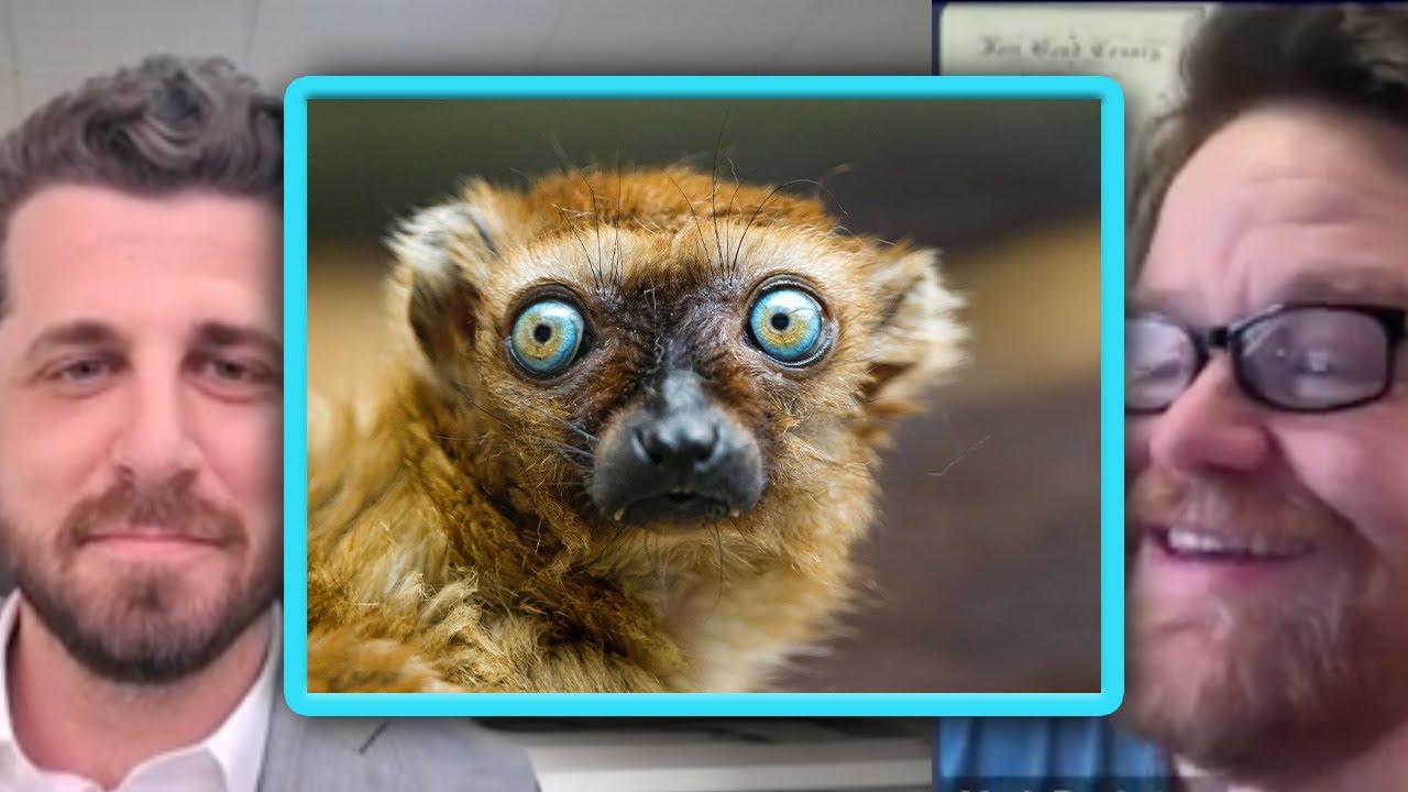 The Wild Lemur Story | Mark Bankston & Chris Morrell: Personal Injury ...
