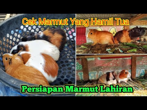 Persiapan Marmut Akan Melahirkan || Marmut Hamil || Marmut Indukan ...