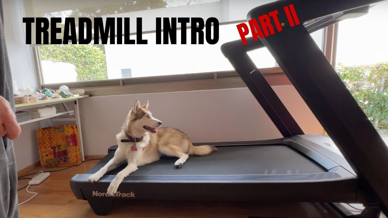 Dogs on treadmills, step 2.1: touch the moving belt! - YouTube