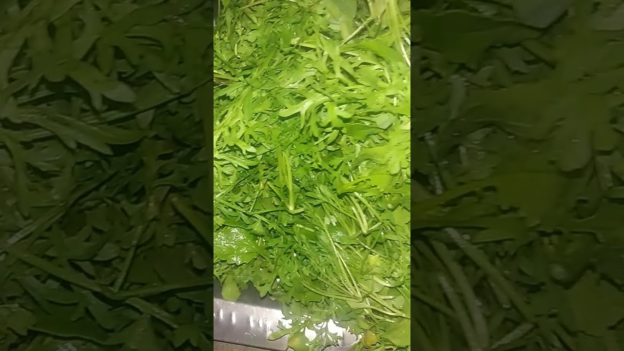 Organic Chamsur, tori, and londe saag...🙂🙂 #shorts - YouTube