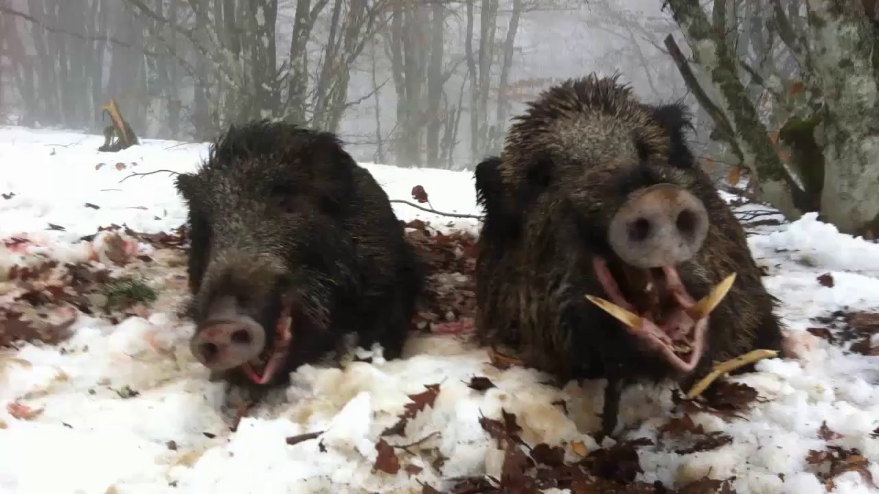 Chasse au sanglier, tir 4 sanglier, 1 sanglier plus de 100 mètres - YouTube