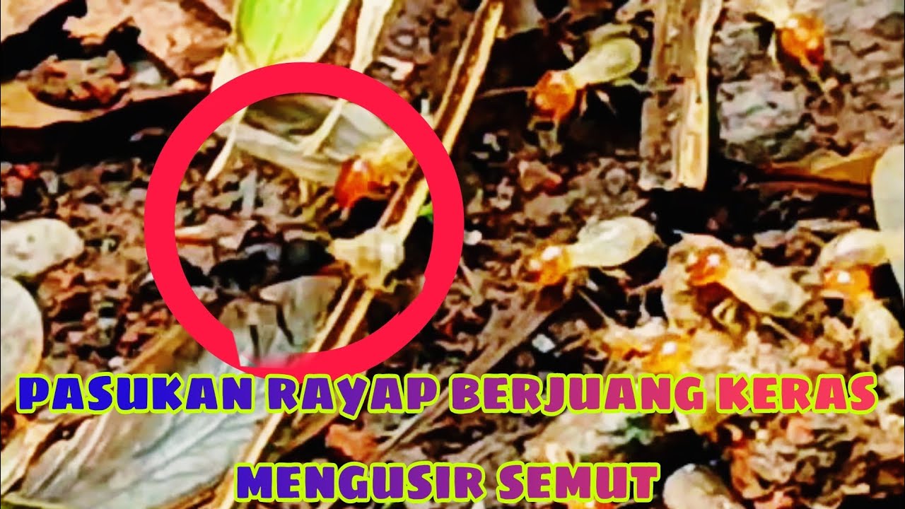 Perang Komando Pasukan Semut VS Pasukan Pengawal Ratu Rayap - YouTube
