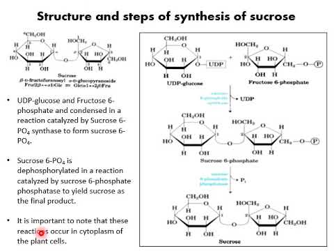 Plant Biochemistry Biochem 507 Biosynthesis Of Sucrose And Starch In ...