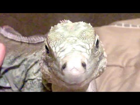 Distracting Dragon While His Room Is Being Cleaned - YouTube