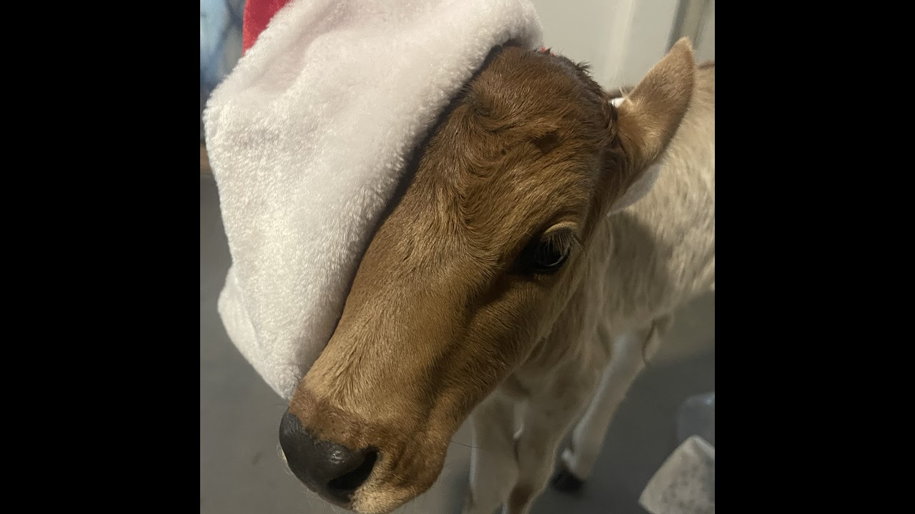 AsaRPG DMZ live CoS! The adventures of a Minawii! - YouTube