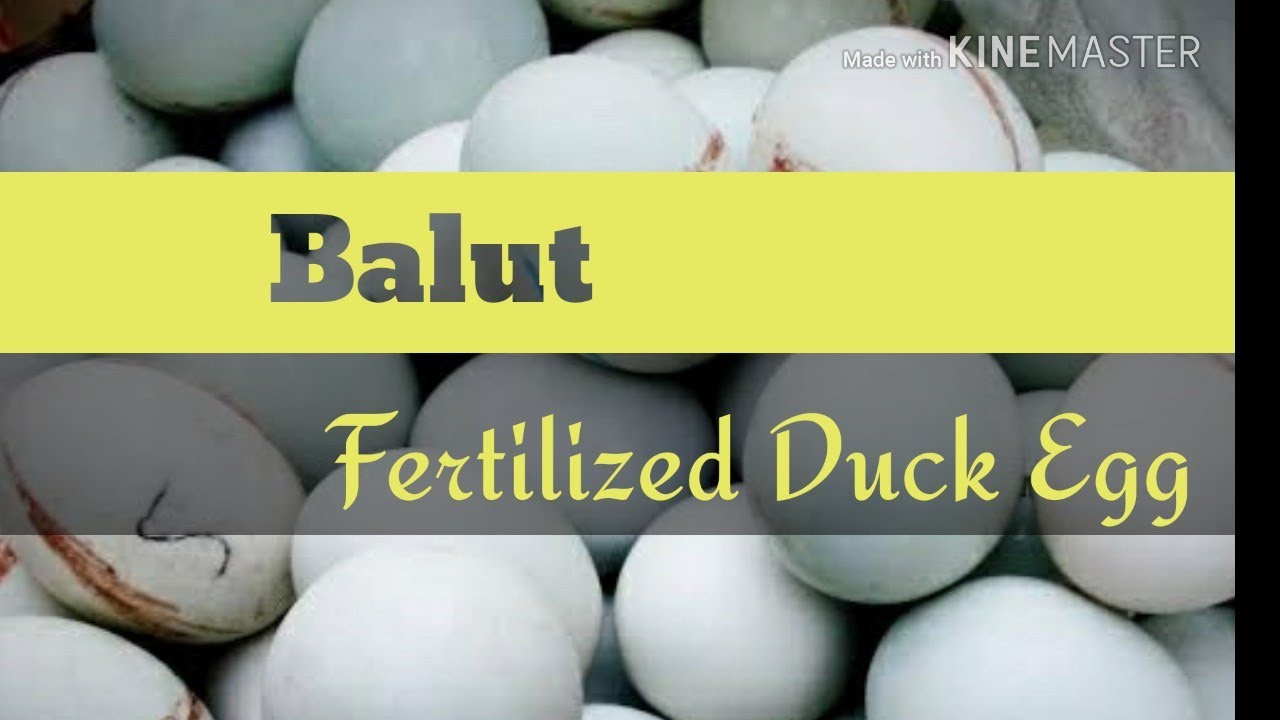 ASMR BALUT | Fertilized Duck Eggs | - YouTube