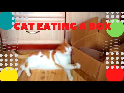 Кот ест коробку The cat eats the box 猫の食のボックス 猫吃盒子 القط يأكل مربع Die Katze frisst den Karton