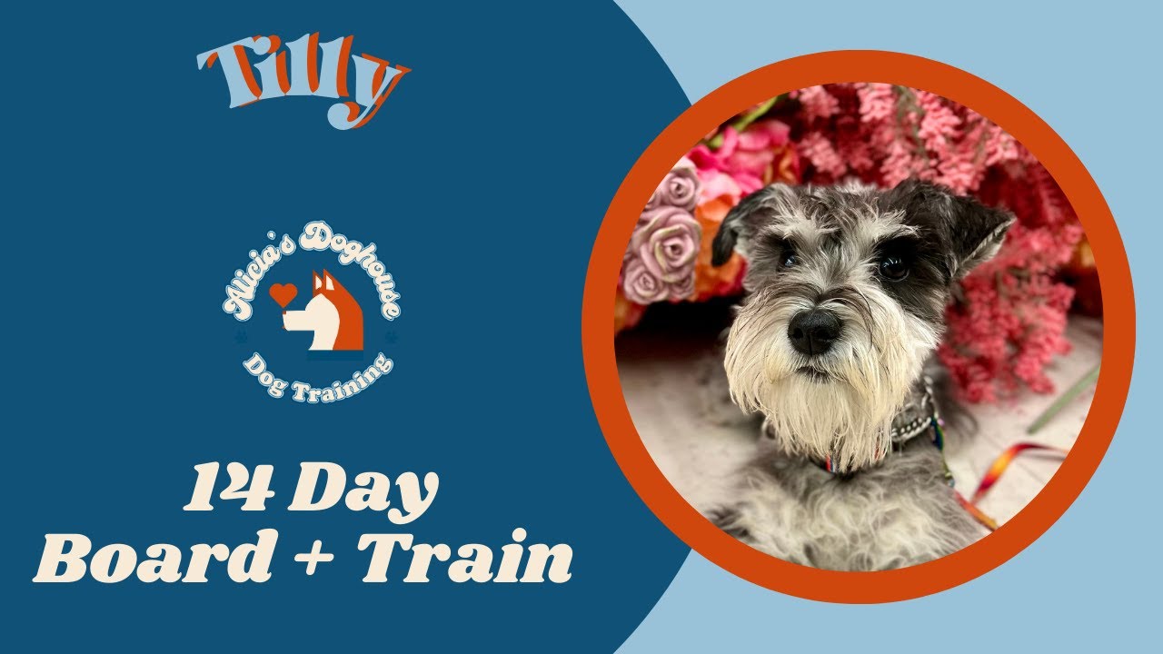 Tilly's 14 Day Board + Train Video - YouTube