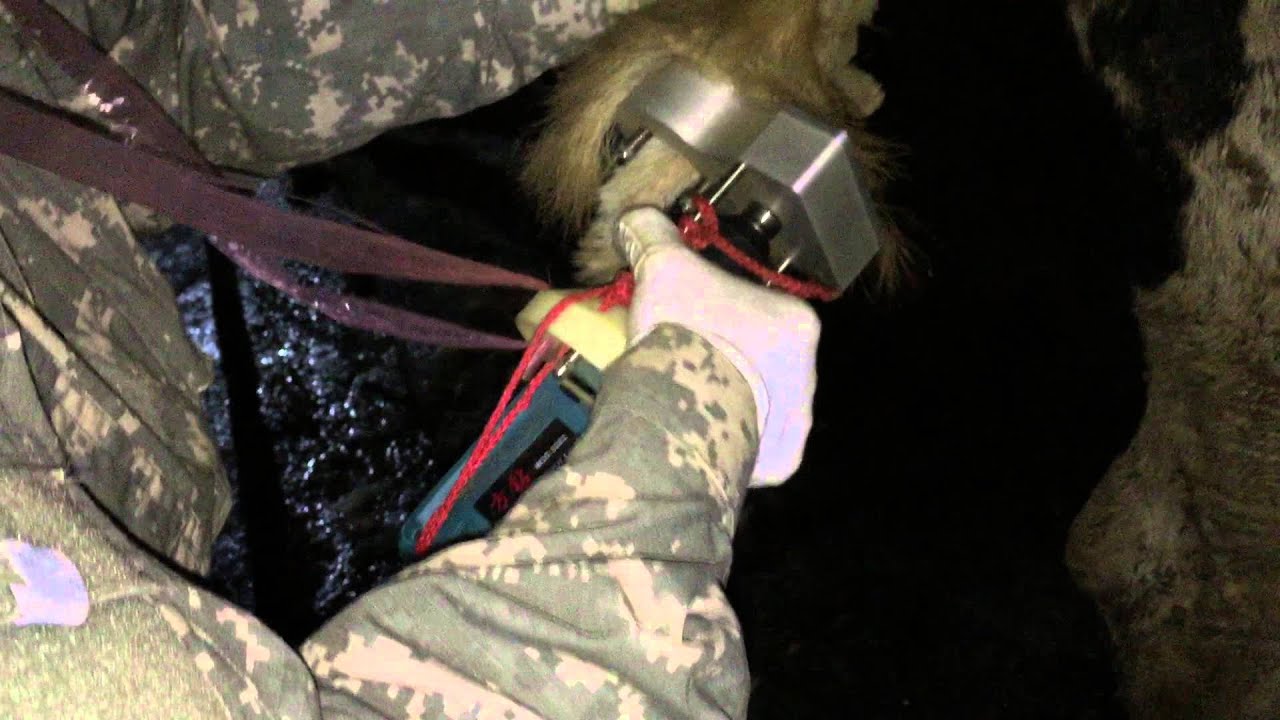 Cow & cattle Tail trimmer - YouTube