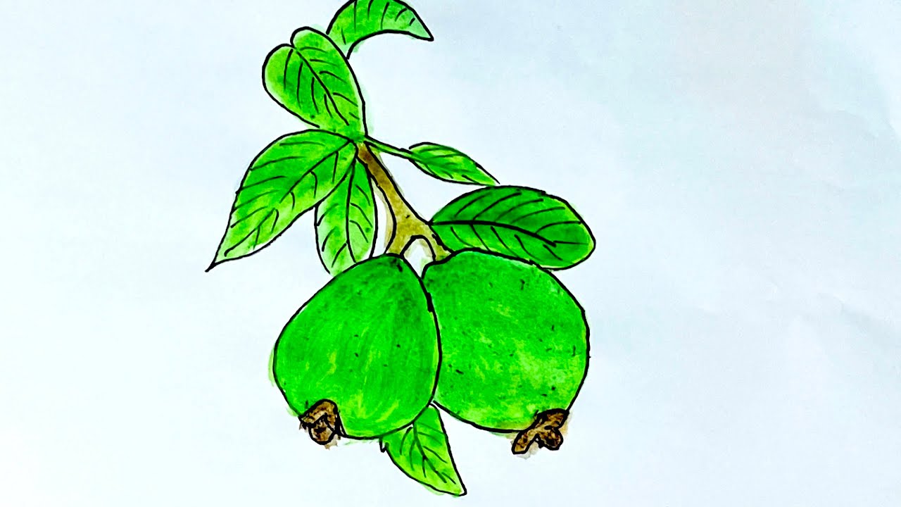 How to draw Guava step by step very easy | Guava drawing very easy ...