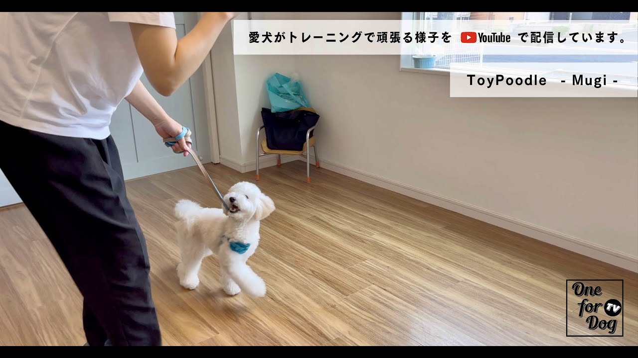 Day 3 - Mugi -[One for Dog の飼い主さんと一緒に学ぶドッグトレーニング] - YouTube