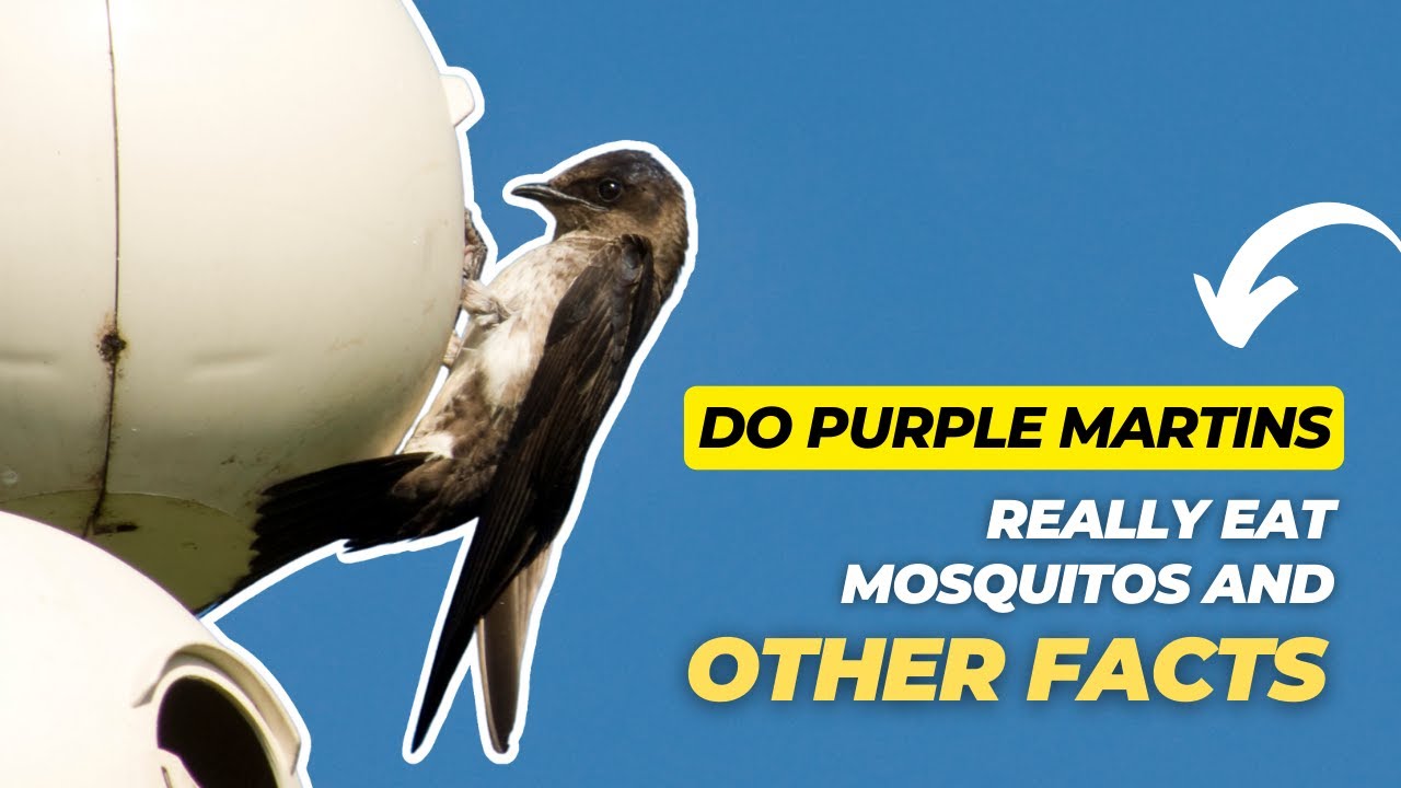 Do Purple Martins Really Eat Mosquitos and Other Facts - YouTube