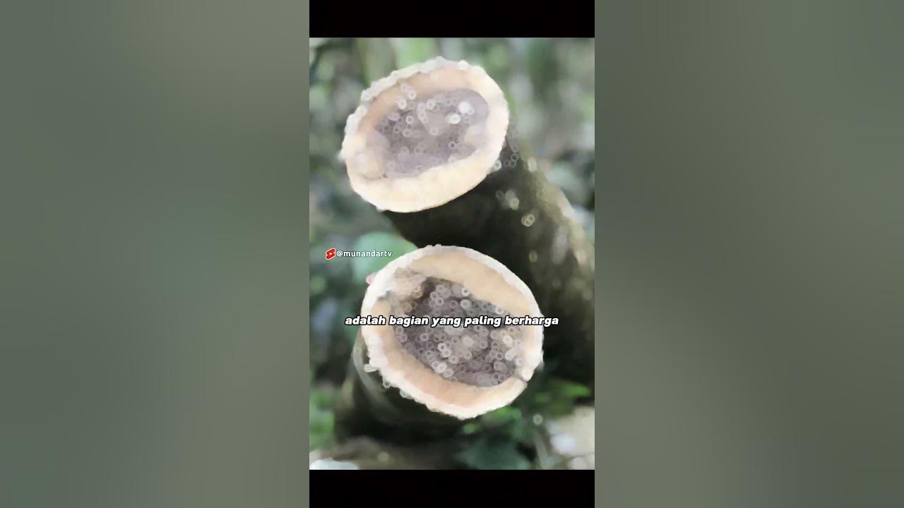 1 Kg Sama Dengan 1 5 Miliar faktaunik munandartv YouTube 1-kg-sama-dengan-1-5-miliar-faktaunik-munandartv-youtube