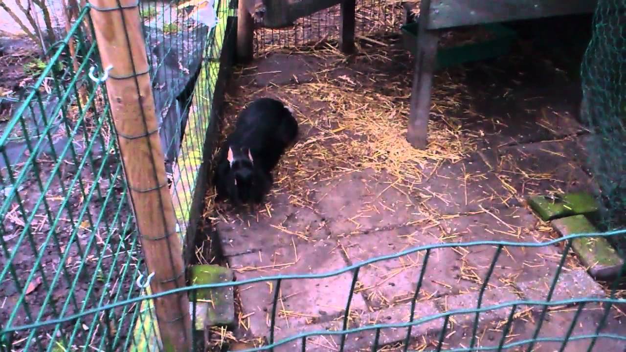 Mating Belgian Hares - Paring Belgische Haas - YouTube