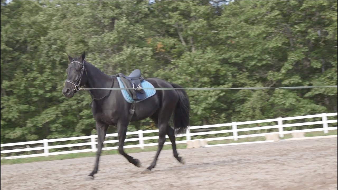 Cantering with a Standardbred Part 1 - Evaluating the Horse - YouTube