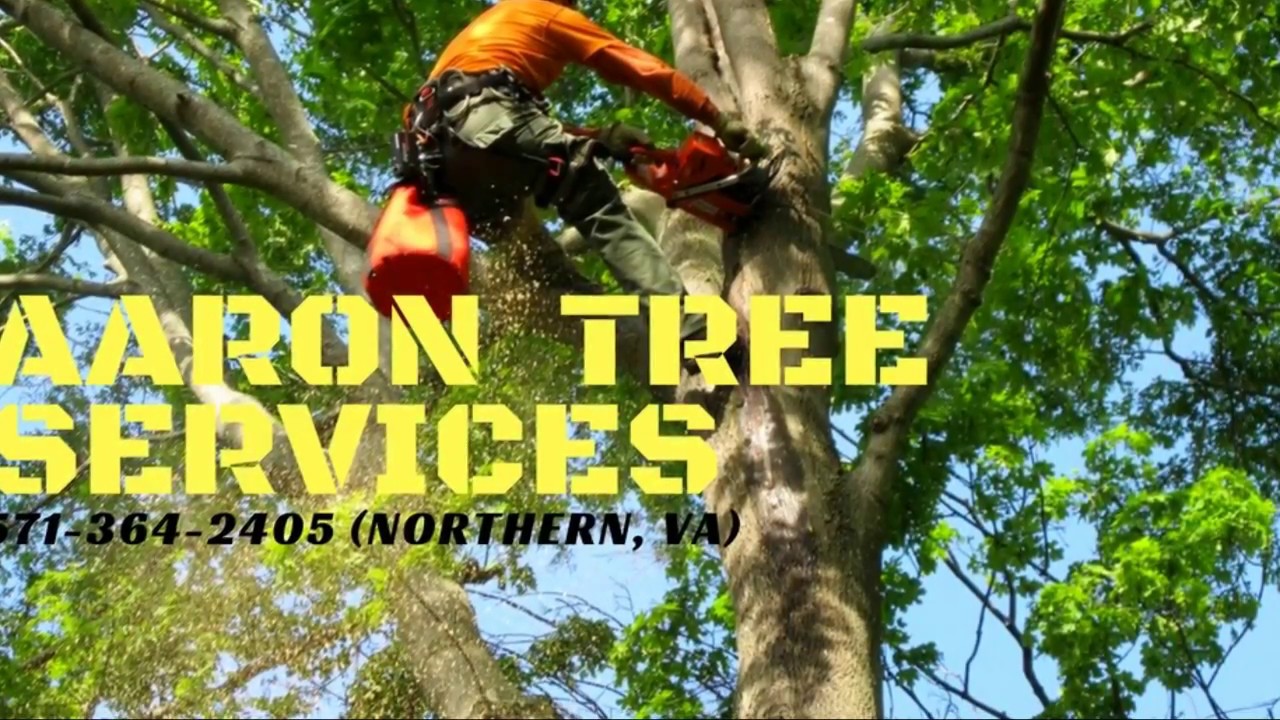 AARON TREE SERVICES DMV - YouTube