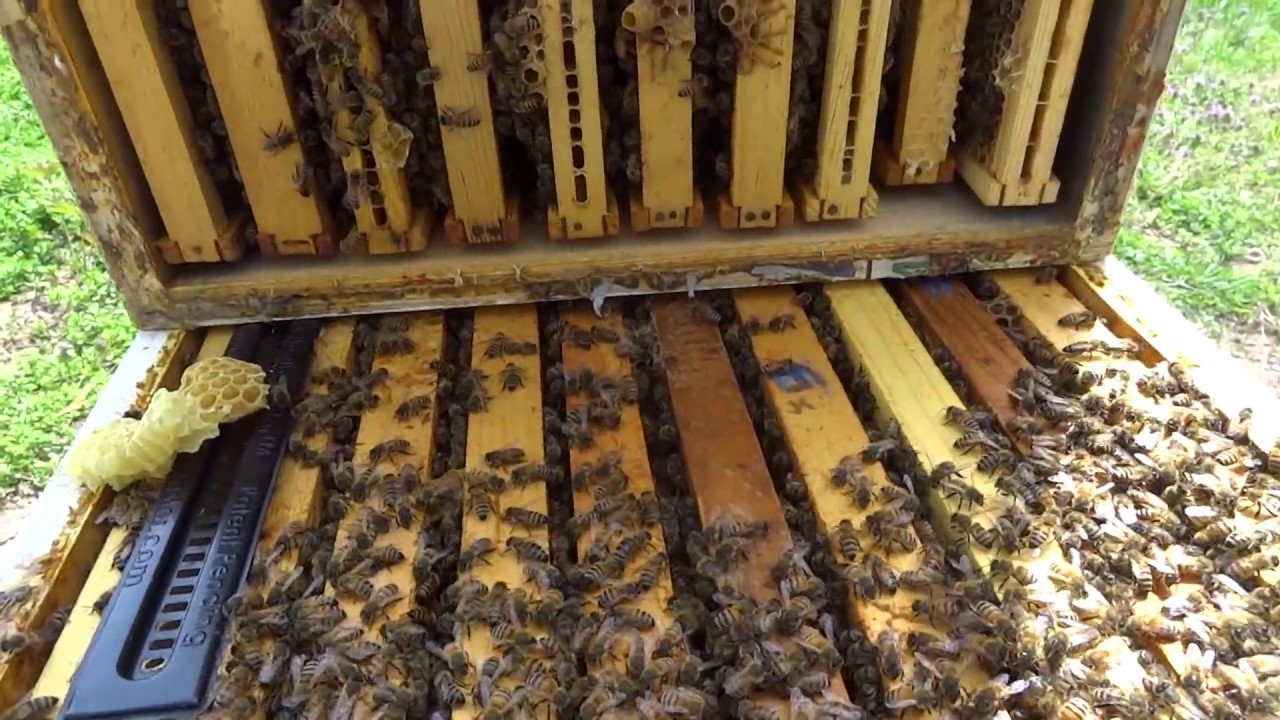 April 12, 2017 Snelgrove Method - YouTube