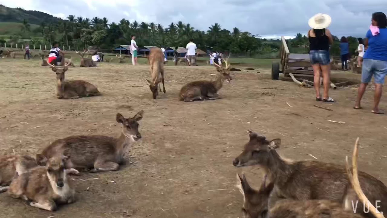 Mount Isarog Deer Farm - YouTube