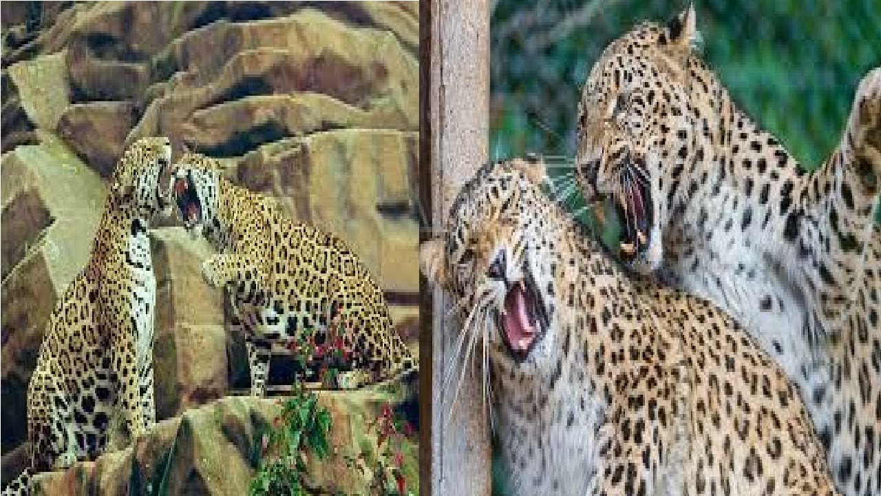GROUP FIGHTING AMONG LEOPARDS - YouTube