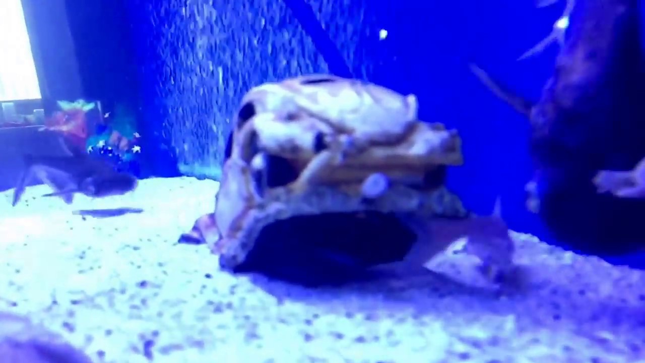 Pangasius catfish, albino pangasius catfish, cichlid, Bala shark ...