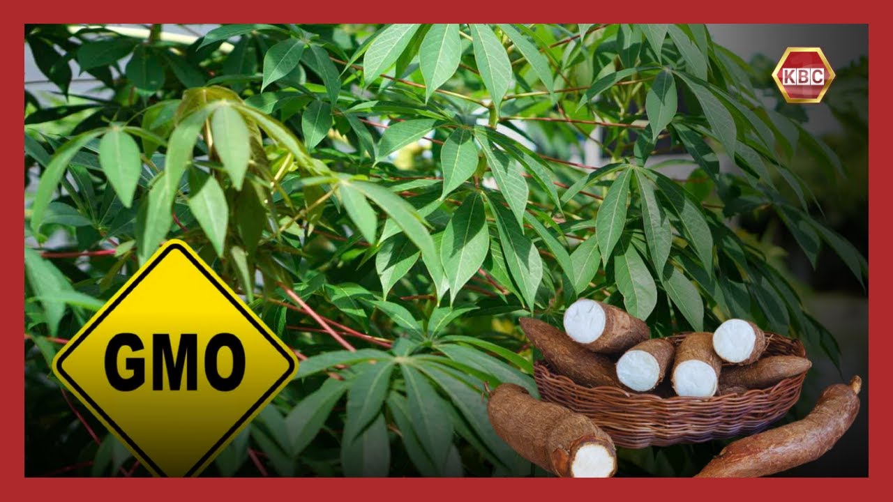 Research on GMO cassava complete and awaits legal approval - YouTube