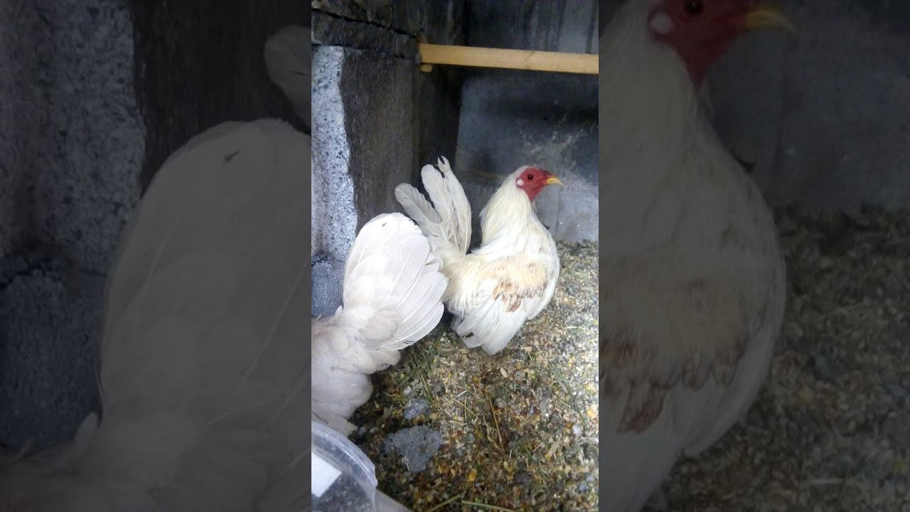 Línea de gallos miniatura, criadero los socios - YouTube
