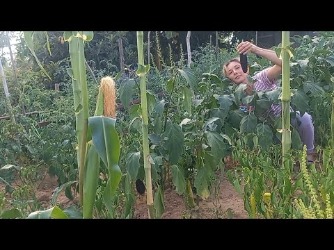 SEMİYENİN BAHÇEDEKİ PATLICANLARINI TOPLADIM‼️ NEFİS PATLICANLI TAZE FASULYE YEMEĞİ YAPTIM SOBADA‼️