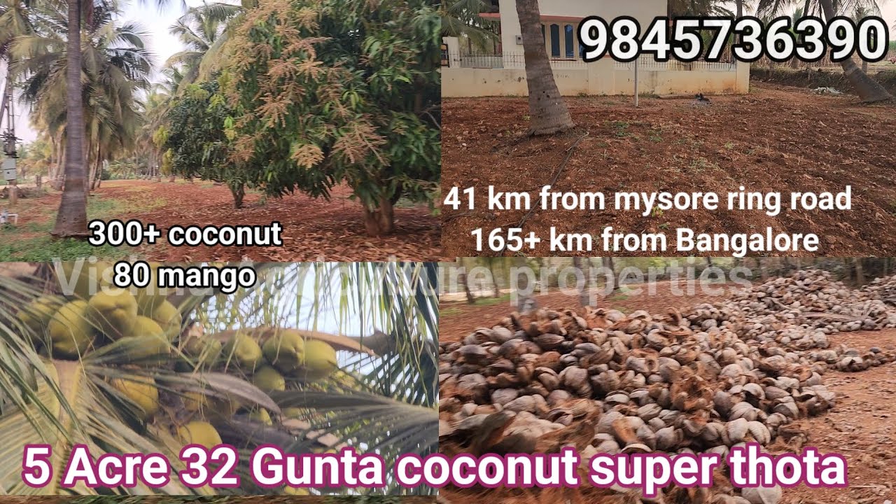 5 Acre 32 Gunta Super Coconut Thota Sale 41 Km Mysore 165km Bangalore 1 5-acre-32-gunta-super-coconut-thota-sale-41-km-mysore-165km-bangalore-1