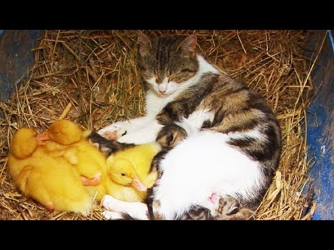 Une chatte adopte des canetons ! - ZAPPING SAUVAGE