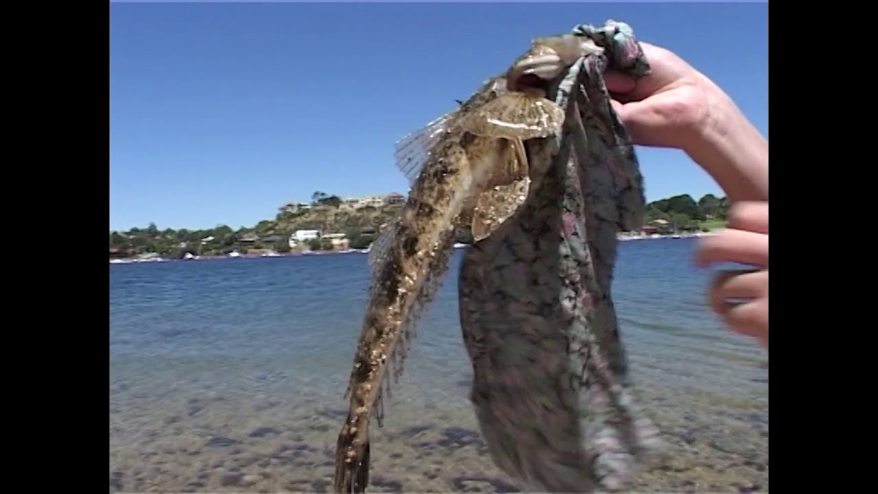 Swan River Flathead Fishing Western Australia Series 2 Ep 8 Part 1 ...
