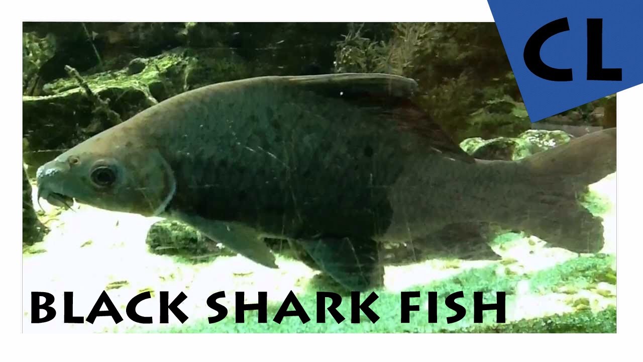 [HD] Giant Black Shark Fish / Ausgewachsener Fransenlipper | YOUAQUA ...