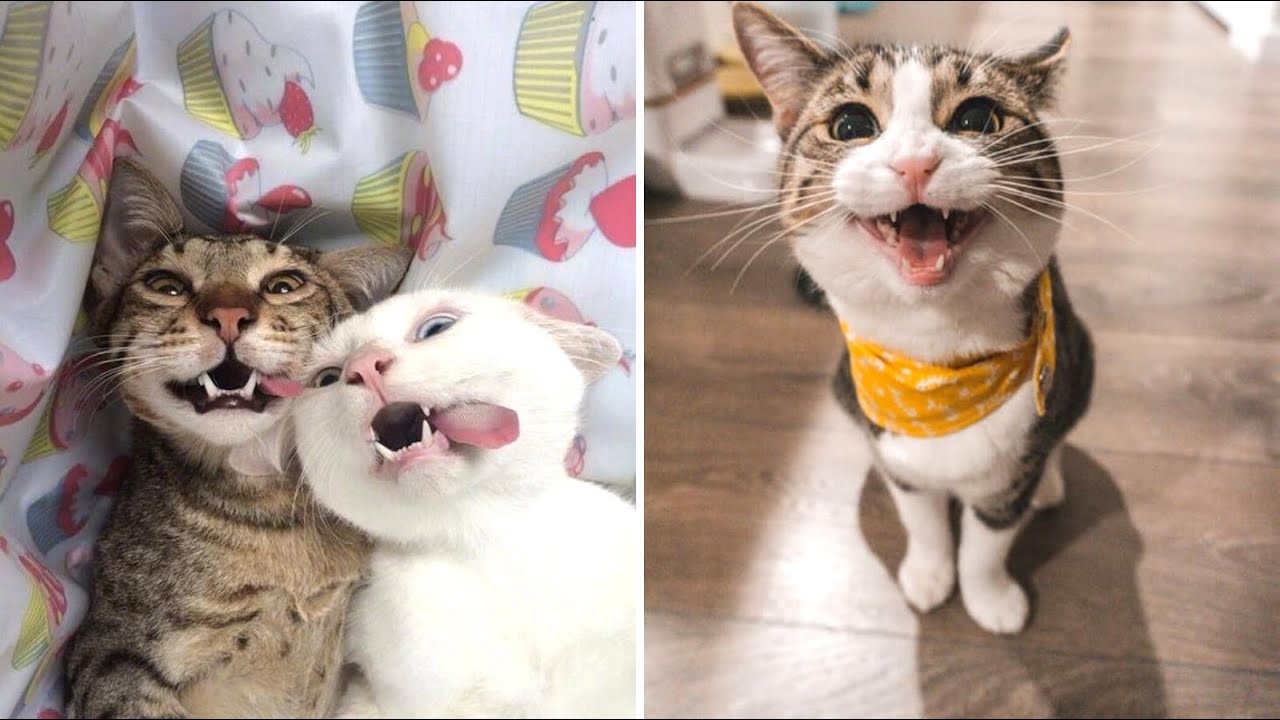 No Cat no Life - Cute and Funny Cat Videos Compilation #1 | CatsoPedia ...